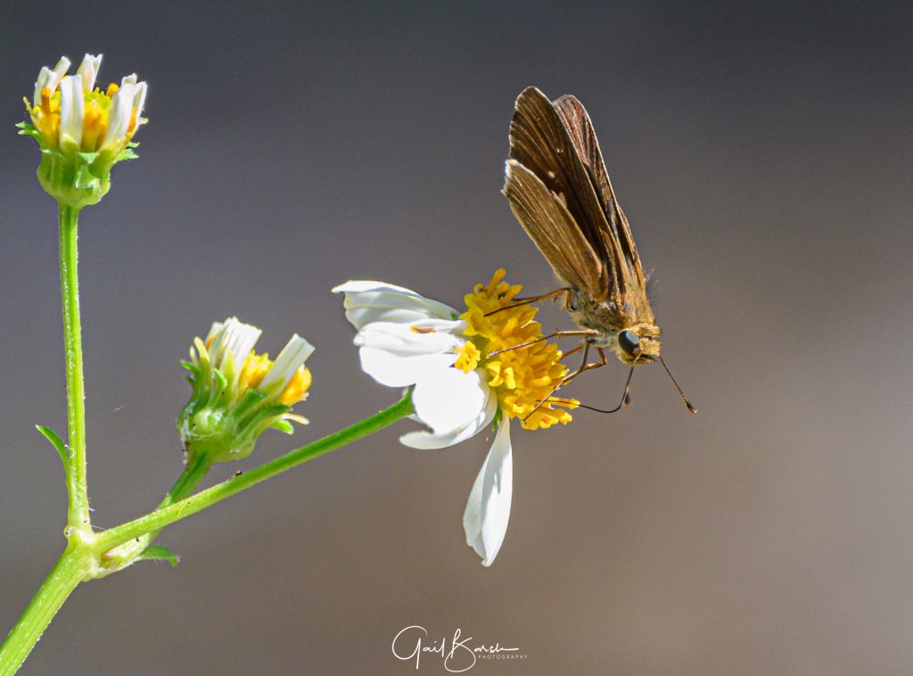 Borbo Cinnara (Rice swift) - Gail Barsh Photography