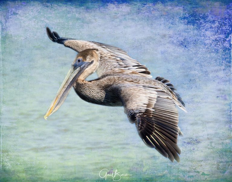 Soaring Pelican - Gail Barsh Photography
